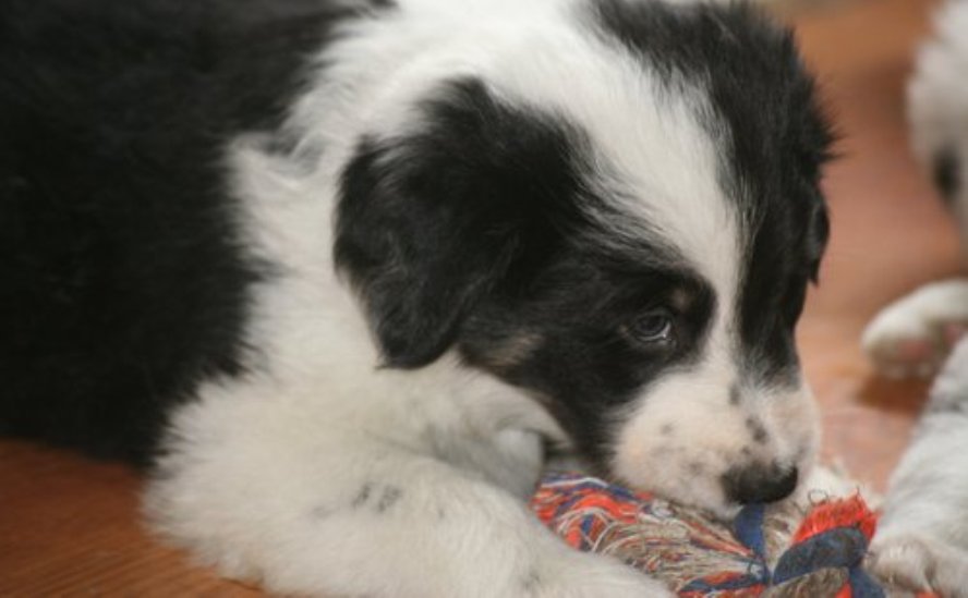 Comprar Border Collie, Border Collie para venda portugal, Compra-Venda ...